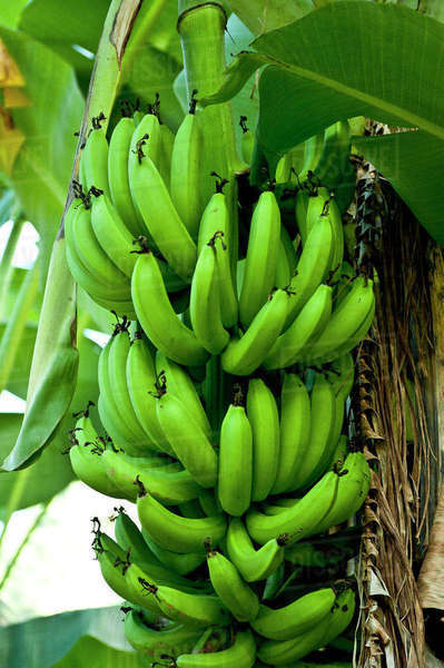 Bananas growing on Tutuila Island, American Samoa. - Royalty-free Stock ...