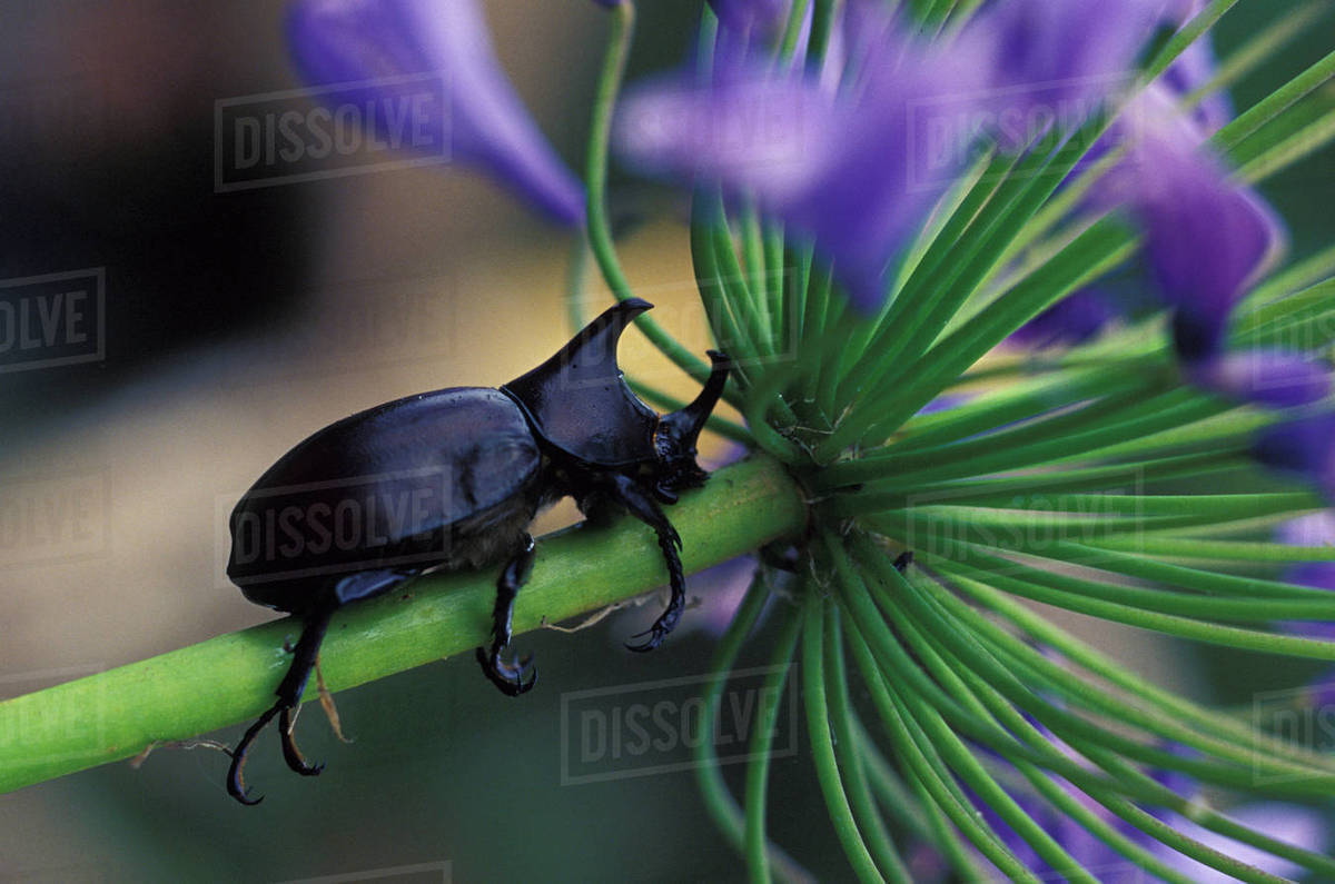 Asia, Papua New Guinea. Rhinoceros Beetle (Orcyctes rhinoceros ...