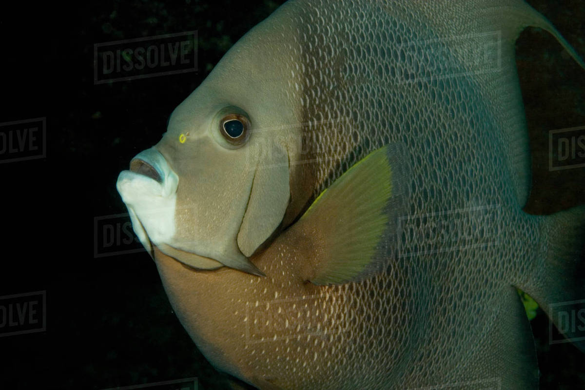 Gray Angelfish (Pomacanthus arcuatus) Hol Chan Marine Preserve, Belize ...