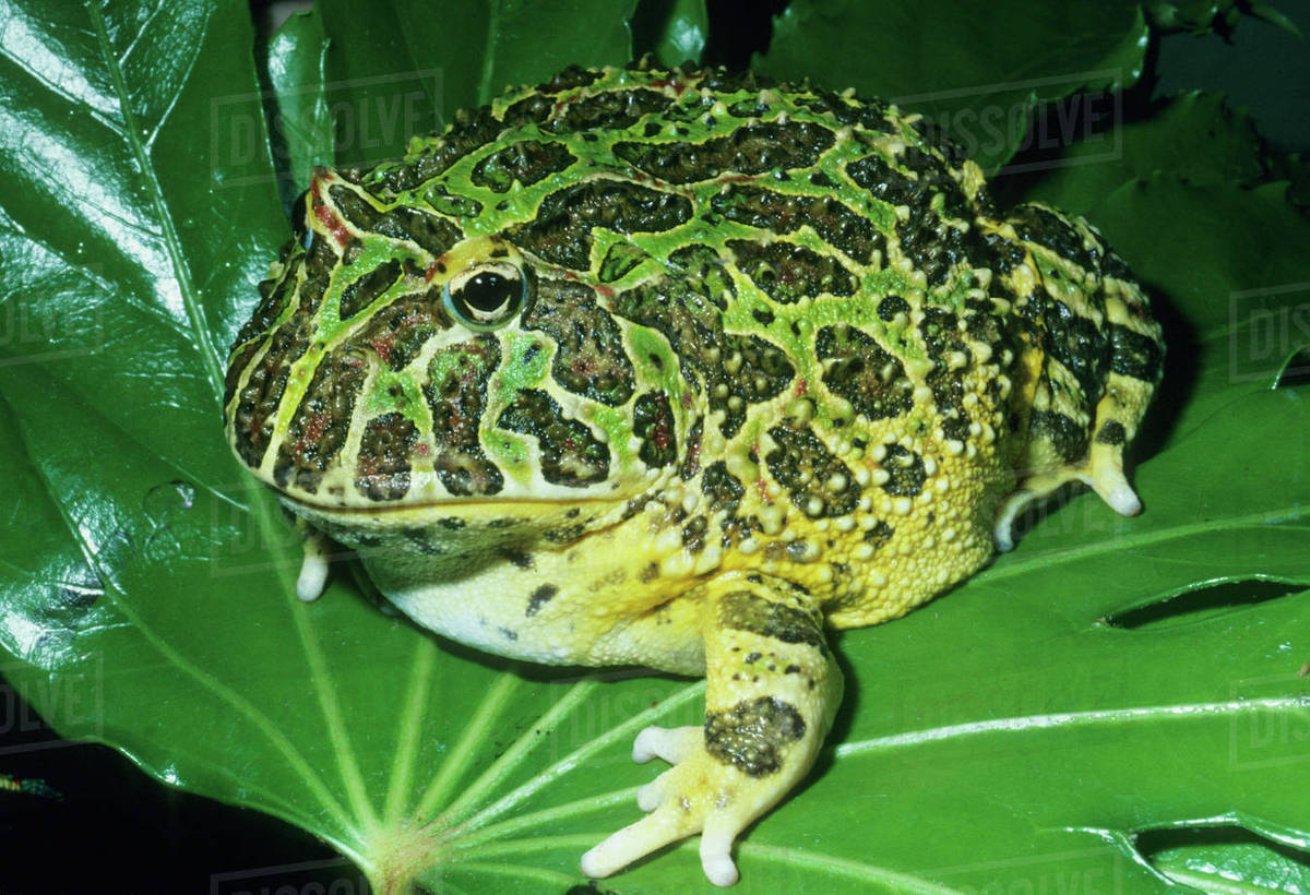 Ornate Horned Frog, (Ceratophrys ornata), Brazil, portrait of an ornate ...