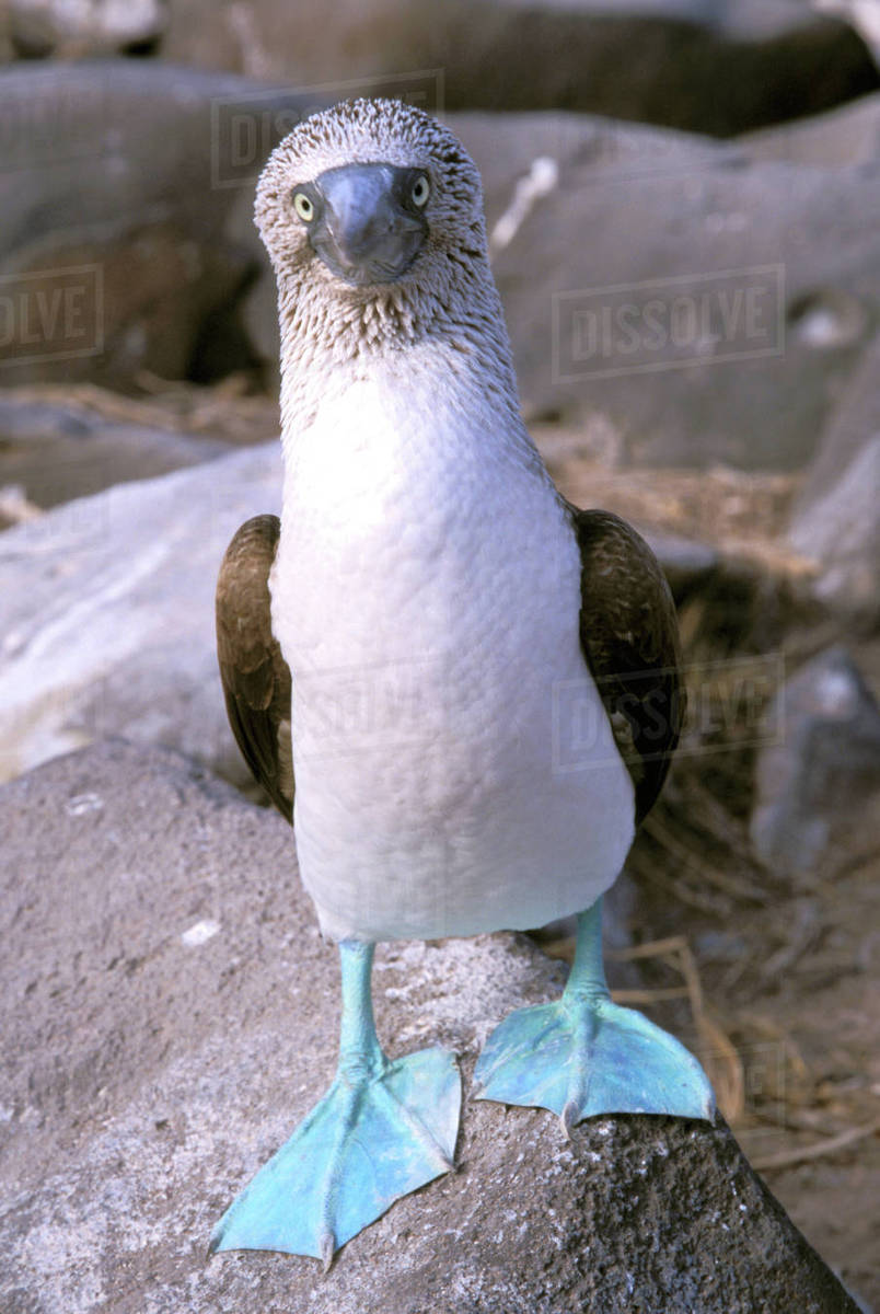 South America, Ecuador, Galapagos Islands. Blue footed booby (sula ...