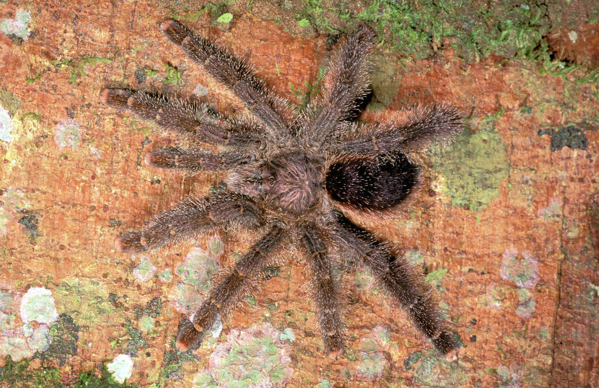 South America, Ecuador, Amazon. Tarantula (Theraphosidae) - Royalty ...