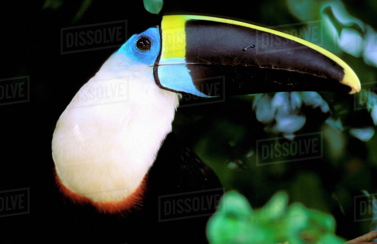 South America, Ecuador, Amazon. Cuviers Toucan (Ramphastos tucanus ...