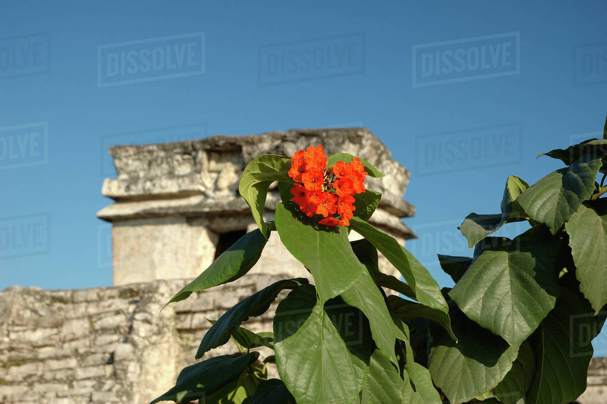 Mexico, Tulum, ruins with orange flower in foreground - Royalty-free ...