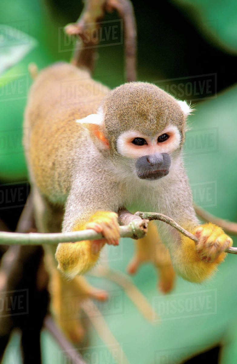 South America, Peru, Manu National Park, Rainforest. Squirrel Monkey ...