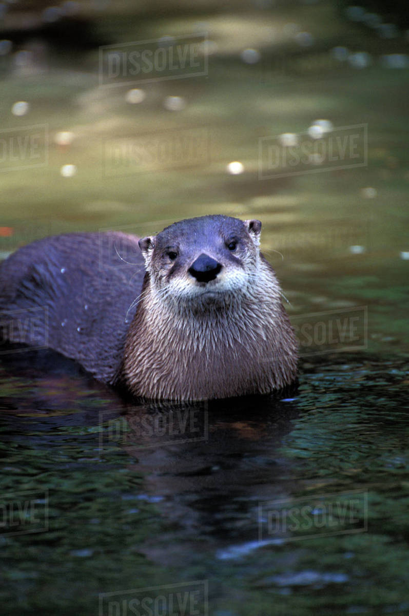 South America, Peru, Manu River Region. Giant River Otter (Lutra ...
