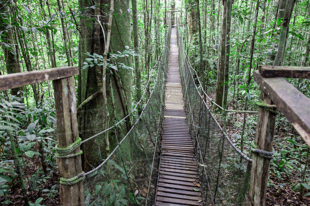 One of a number of bridges crossing over the jungle forest in the ...