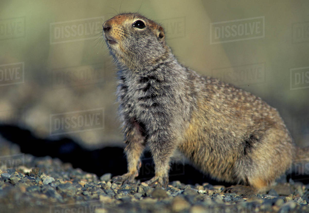 NA, USA, Alaska, Denali National Park. Arctic ground squirrel hides in ...