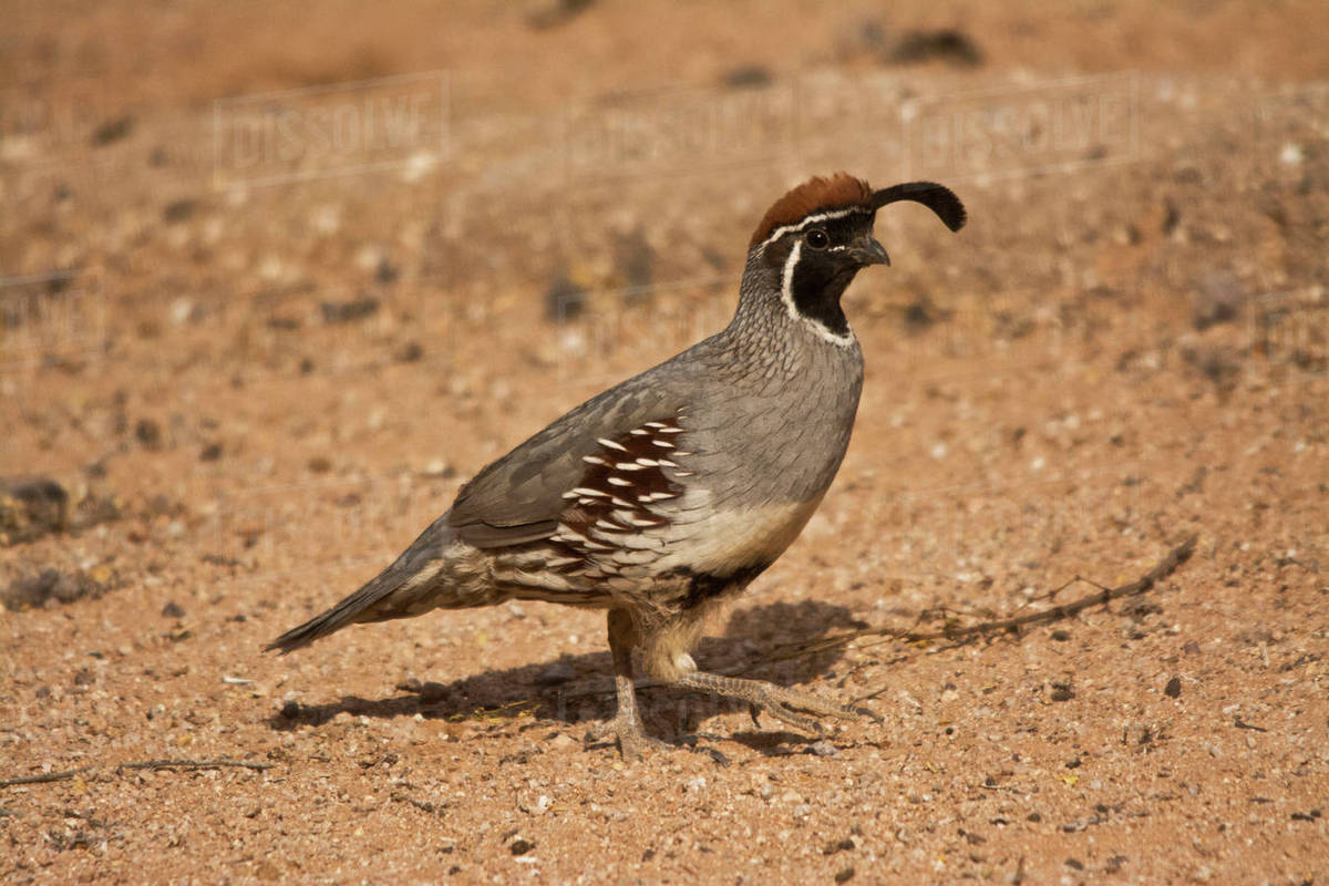 Gambel's Quail, Saguaro National Park, Arizona, USA - Royalty-free ...
