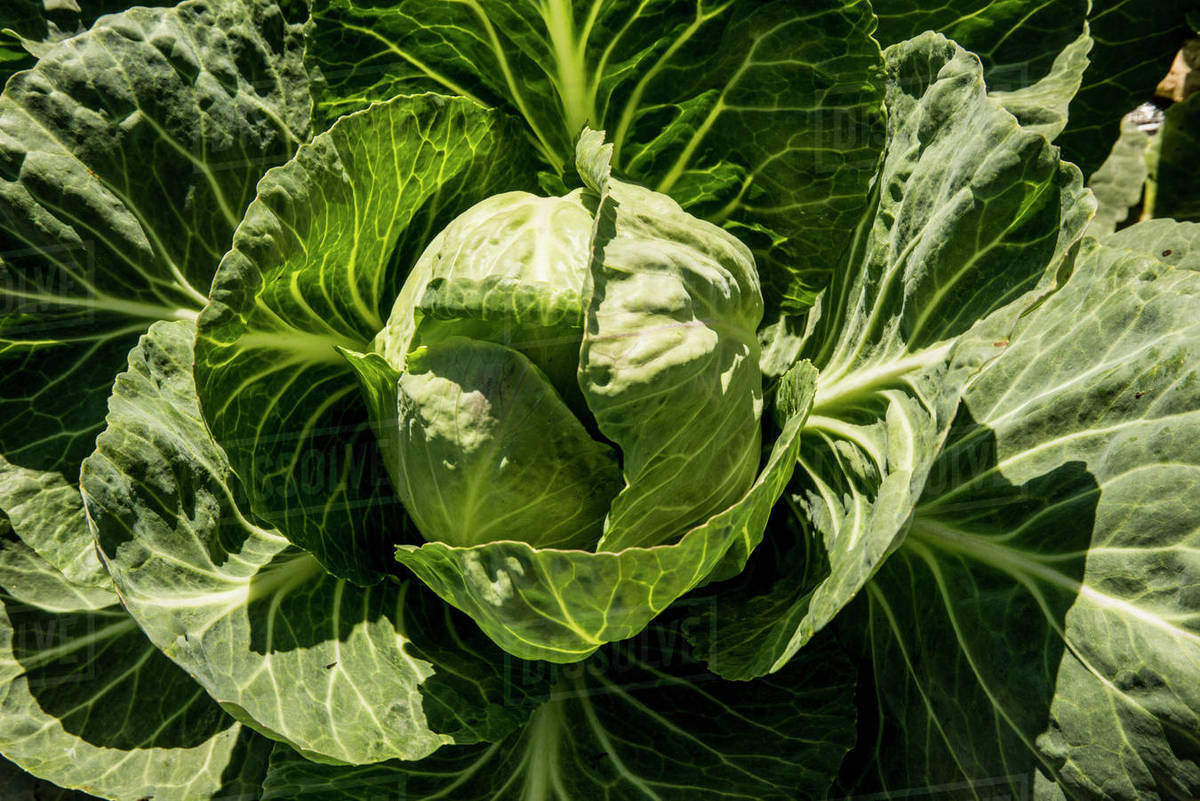 USA, California, Central Valley, San Joaquin River Valley, Modesto ...