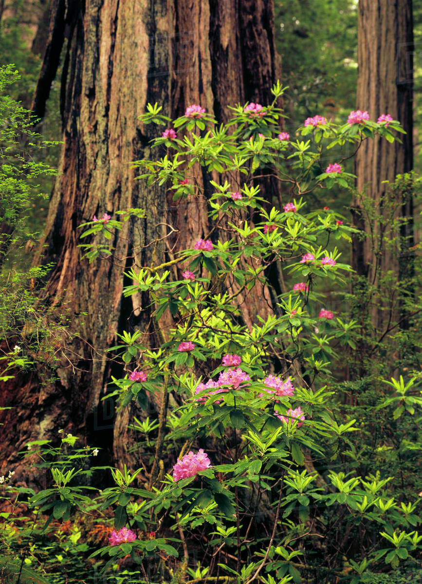 Colorful rhododendrons blooming in the redwood groves of in Redwood ...
