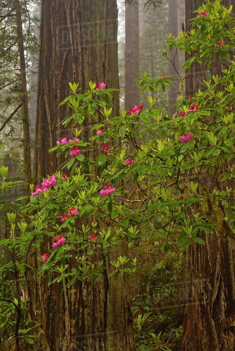 Rhododendrons blooming with Coast Redwood trees in Lady Bird Johnson ...