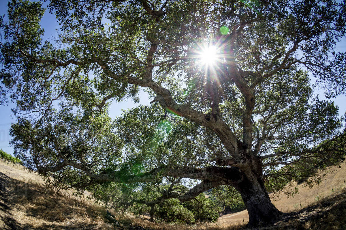 Spreading oak tree with sun, Sonoma, California - Royalty-free Stock ...