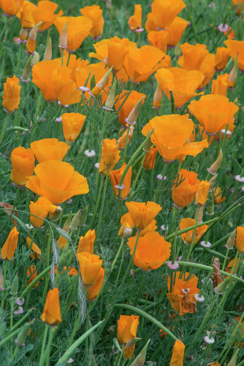 USA, California, Santa Barbara Botanical Garden, California Poppy ...