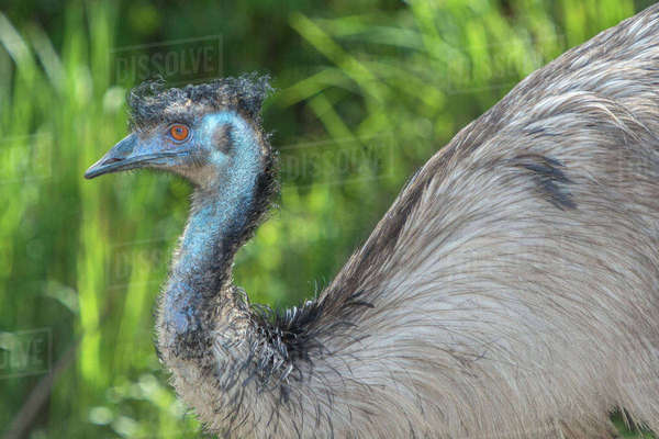 USA, Florida, Orlando, Emu, Gatorland. - Royalty-free Stock Photo ...