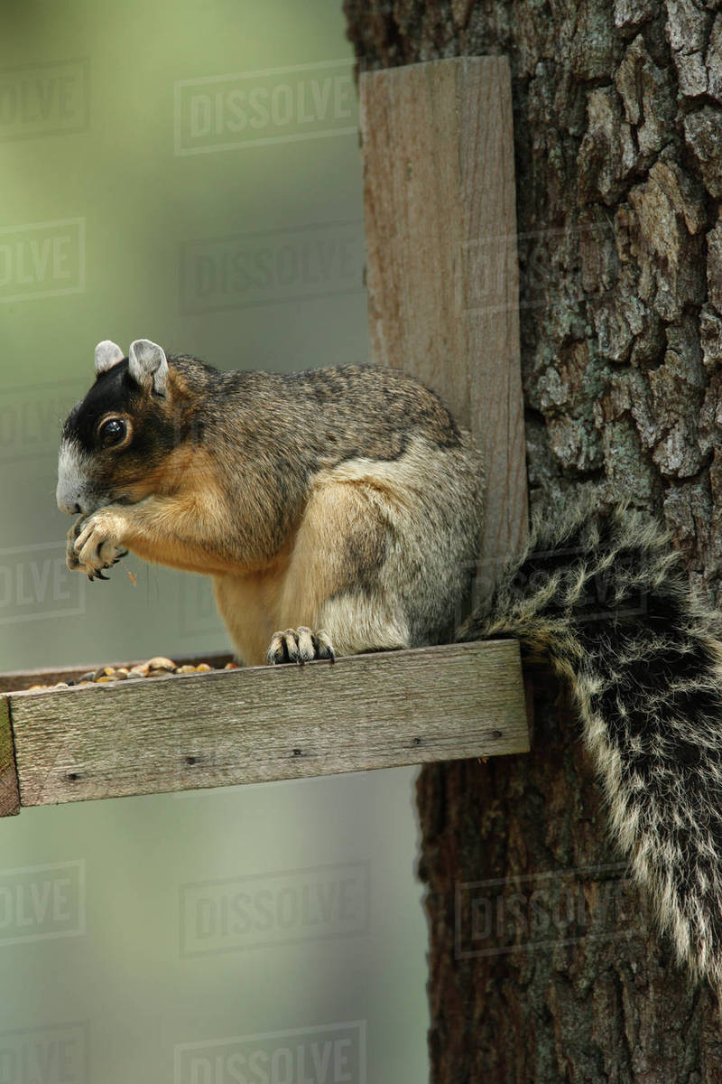 Sherman Fox Squirrel Eastern Fox Squirrel Sciurus Niger