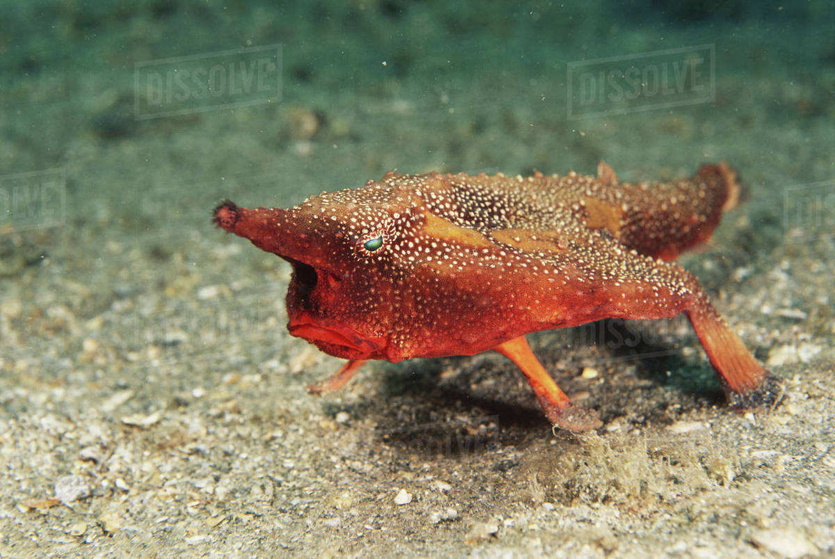 Florida, Short nose batfish (Ogcocephalus nasutus) - Stock Photo - Dissolve