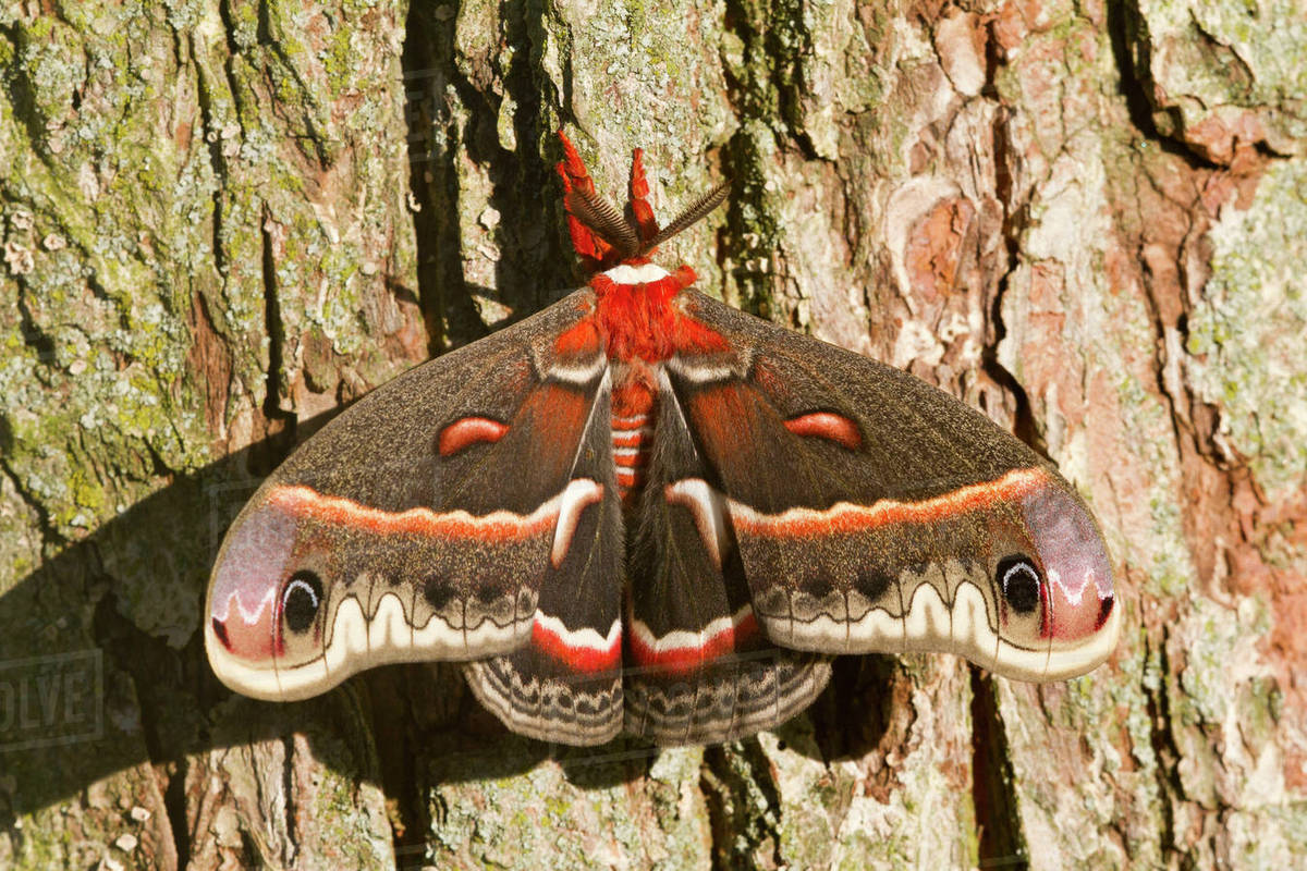 Cecropia Moth (Hyalophora cecropia) on tree trunk, Marion, Illinois ...