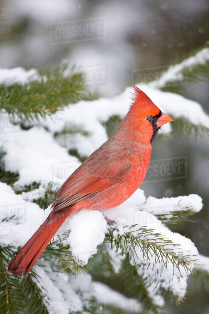Northern Cardinal (Cardinalis cardinalis) male in Balsam fir tree in ...