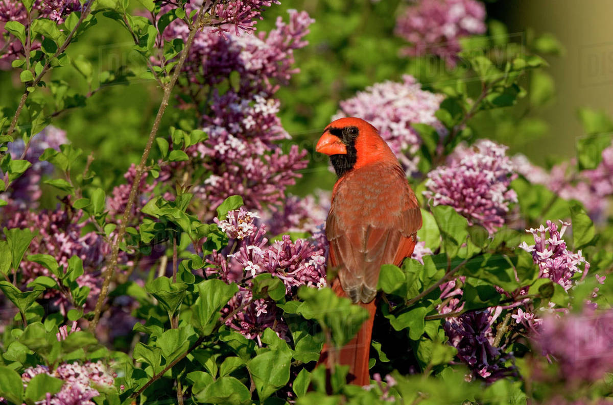 Northern Cardinal (Cardinalis cardinalis) male in Lilac bush, Marion ...