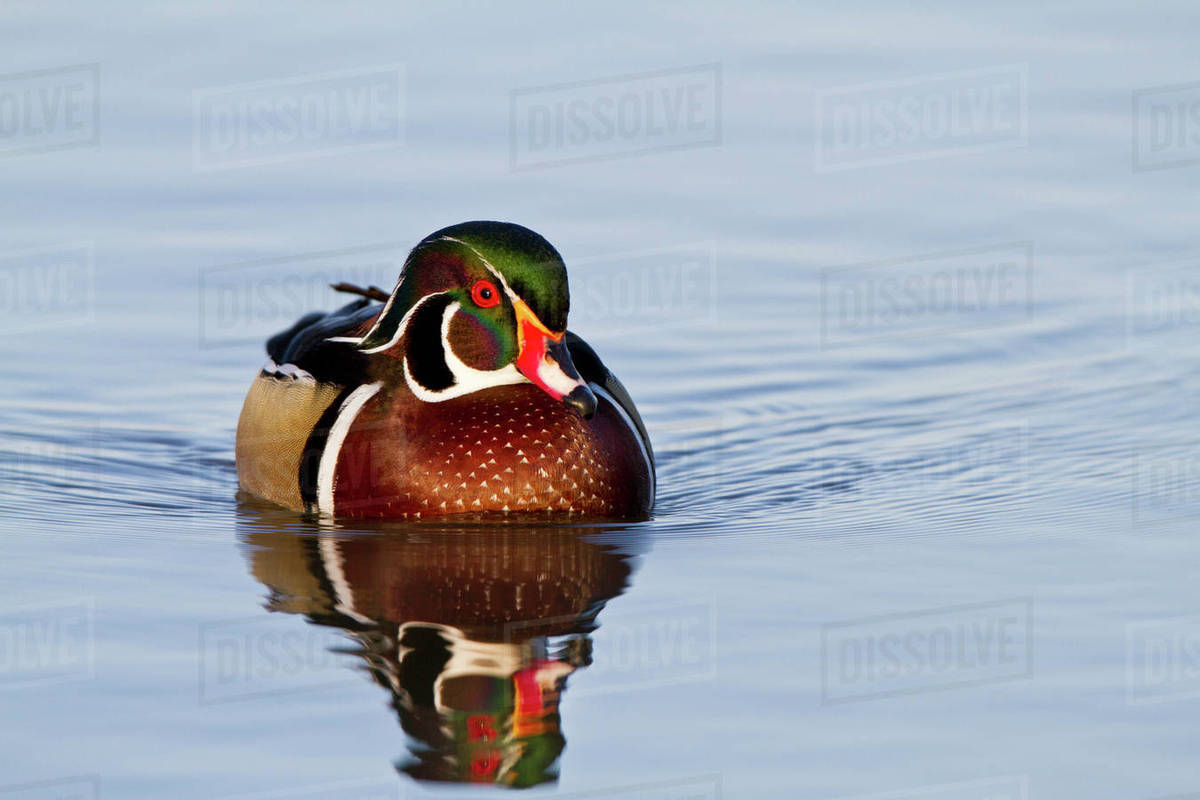 Wood Duck (Aix sponsa) male in wetland, Marion, Illinois, USA ...