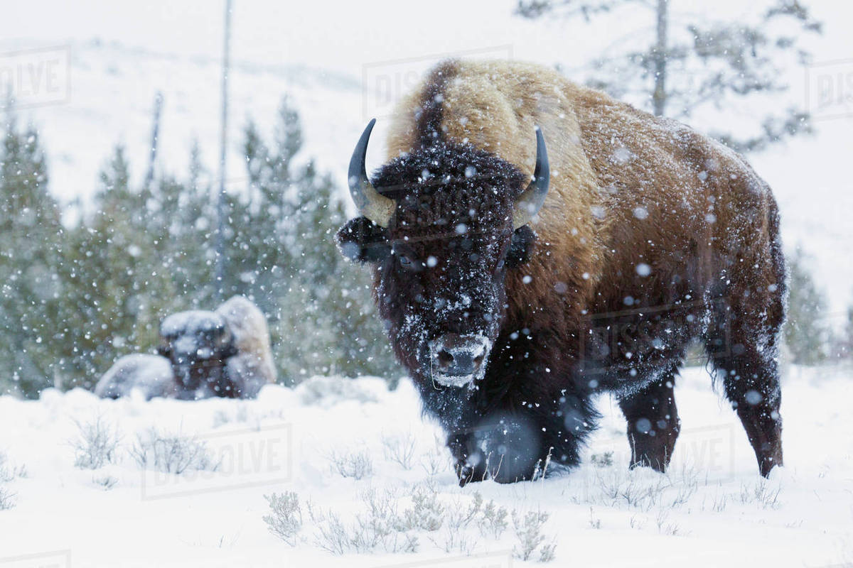 Bison Bulls, winter landscape - Royalty-free Stock Photo | Dissolve