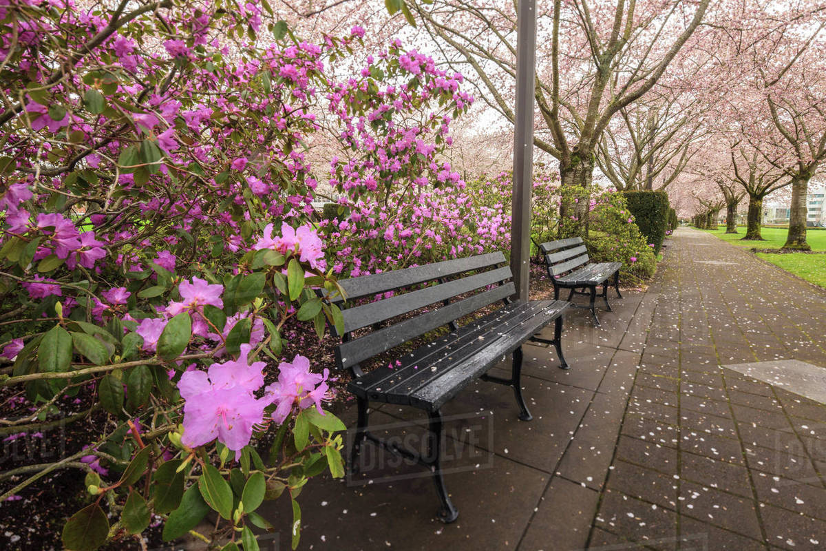 USA, Oregon, Salem, State Capitol State Park in early spring. - Royalty ...
