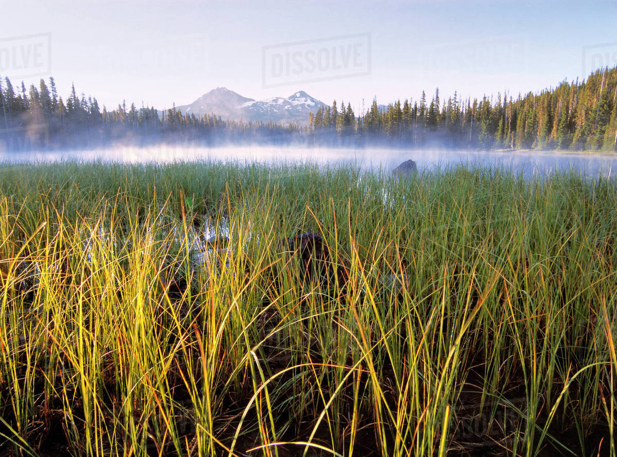 USA, Oregon, Scott Lake. Pond grasses on Scott Lake in the Cascades ...