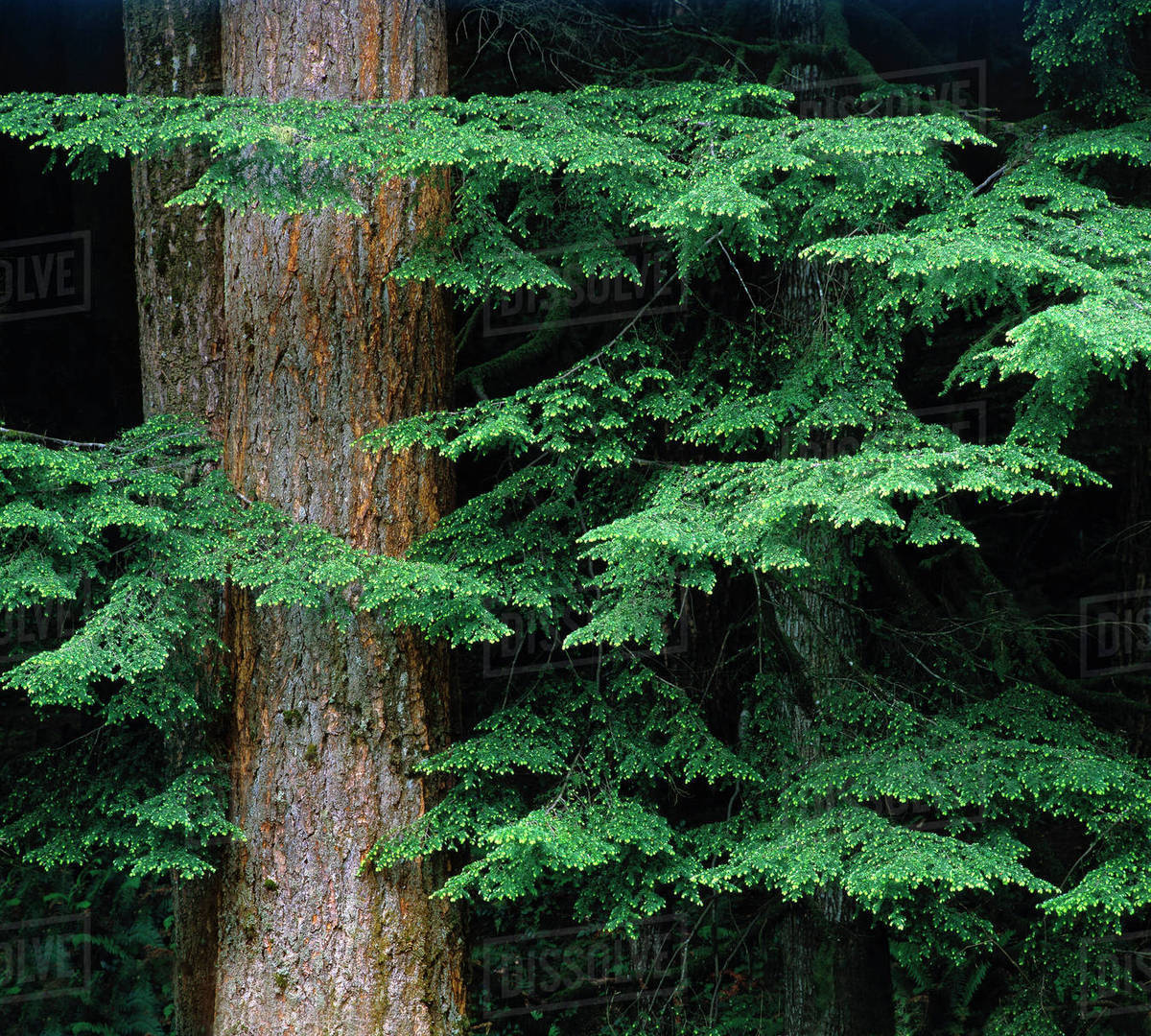 USA, Oregon, Corvallis. New Douglas fir growth shades the trunk of an ...