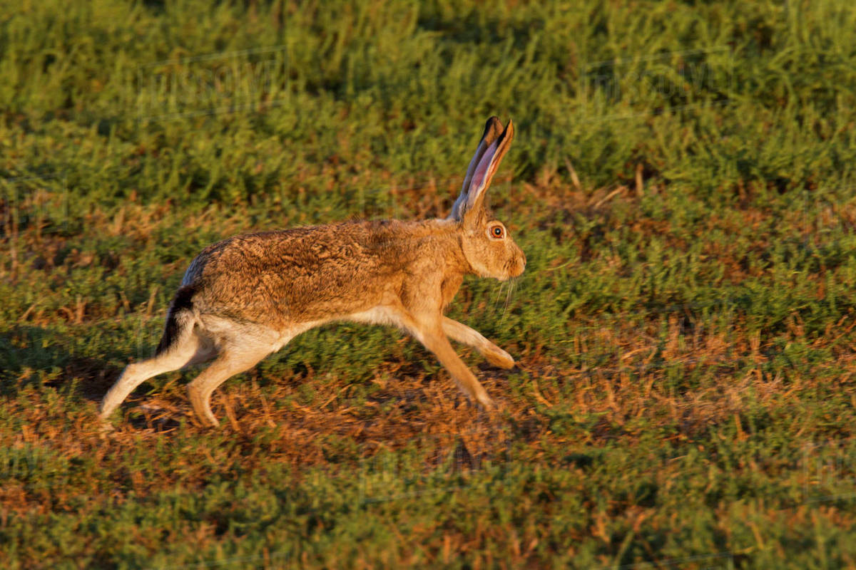 Black-tailed jackrabbit (Lepus californicus) running, Lubbock, Texas ...