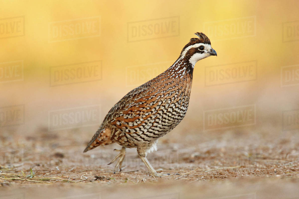 Northern Bobwhite (Colinus virginianus) quail, male walking - Royalty ...