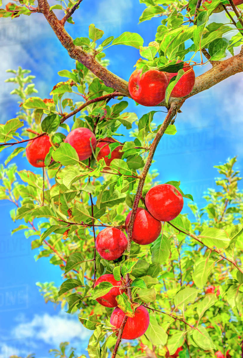 Jonagold Apples on Trees, Yakima Valley, Eastern Washington State, USA ...