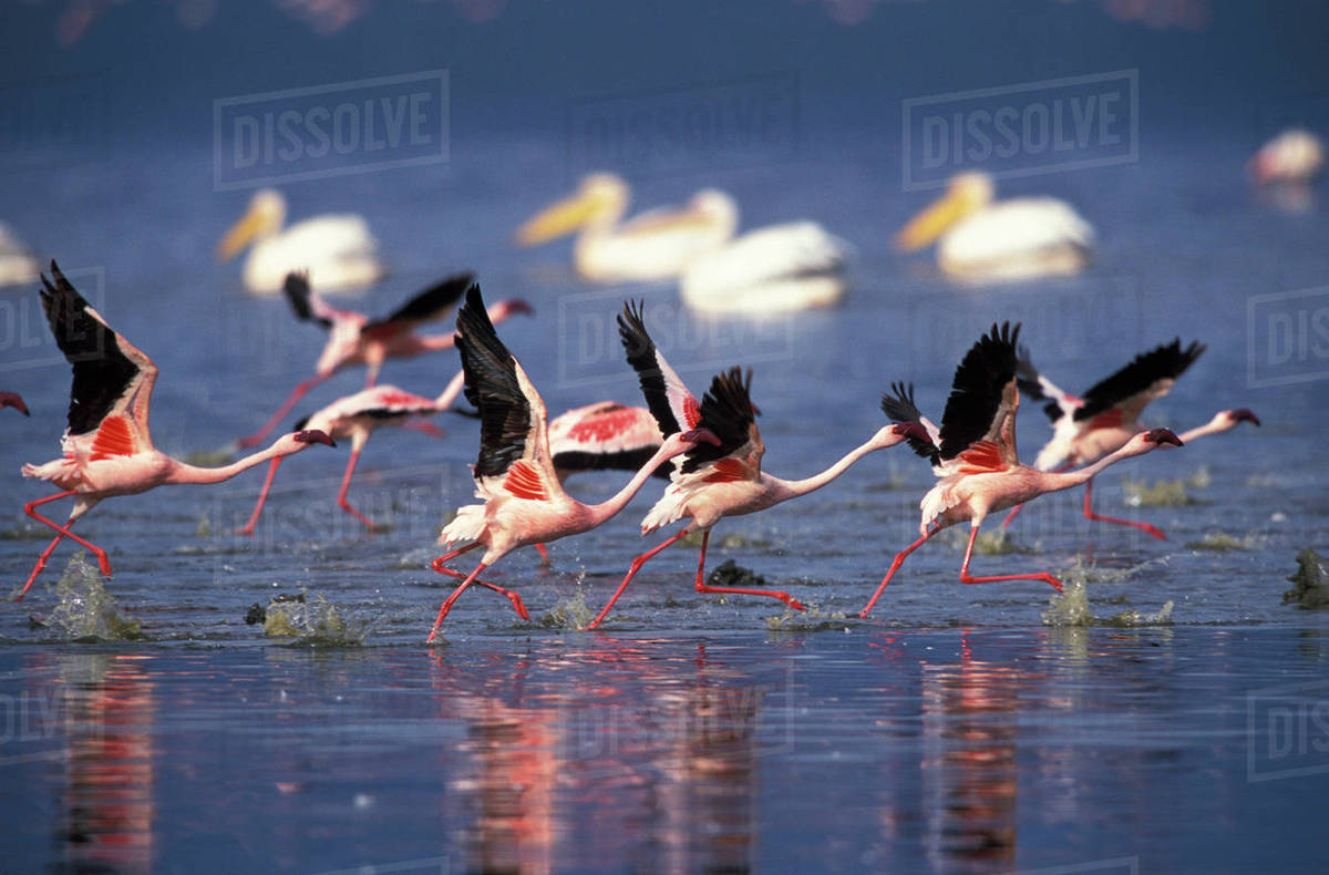 Kenya, Lake Nakuru National Park. Lesser Flamingos running on water ...