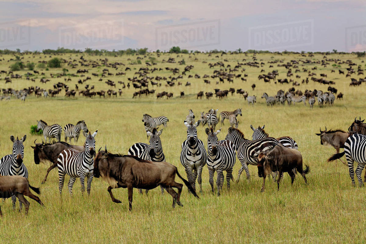 Mixed herd of Burchell's Zebra and Wildebeest during migration, Masai ...
