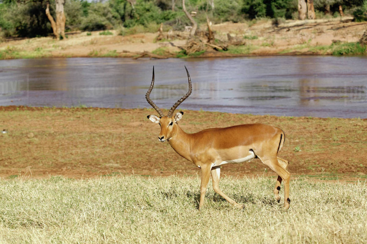 Male Impala, Aepyceros melampus, Samburu Game Reserve, Kenya - Stock ...