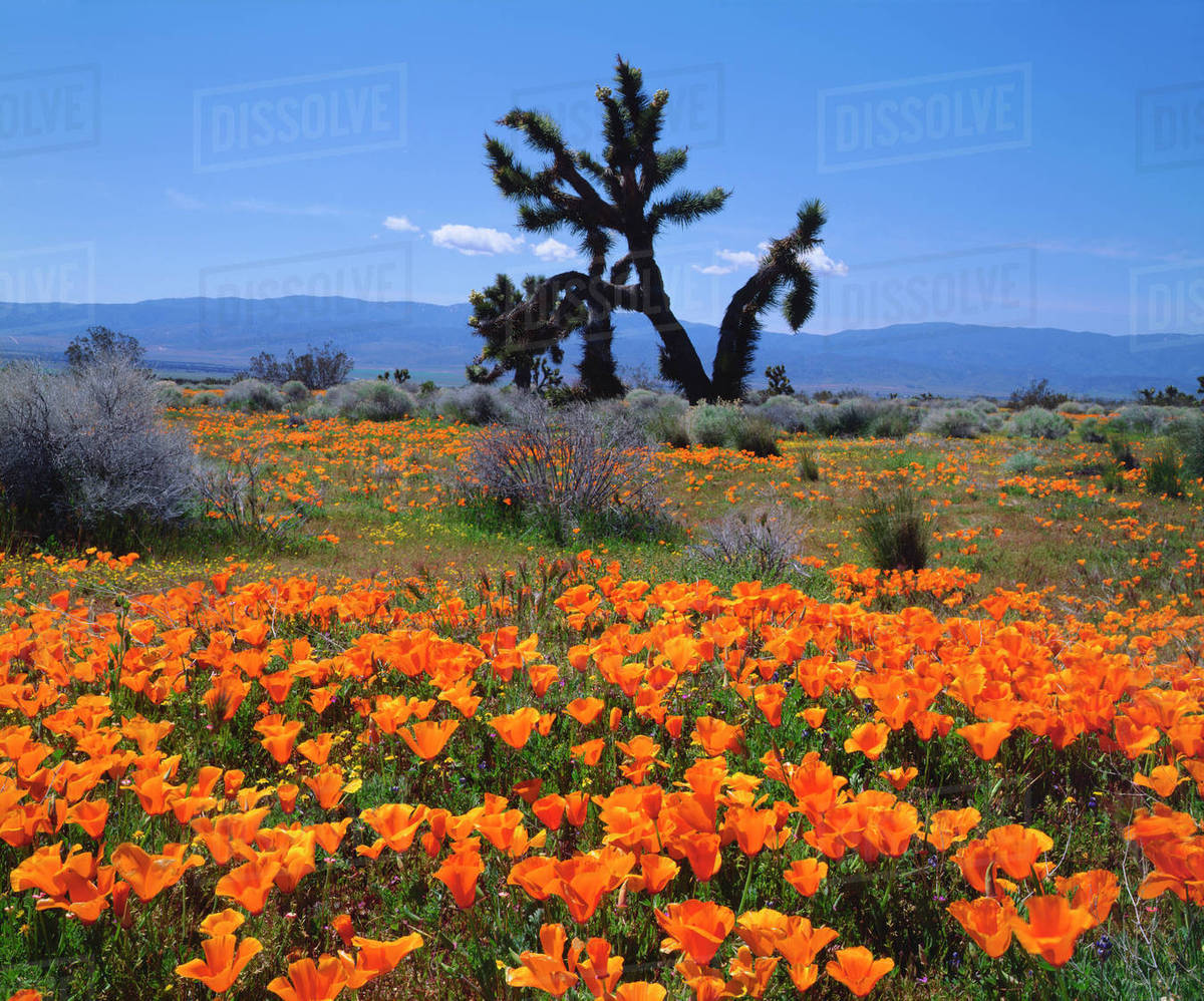 USA, California, California Poppies and a Joshua Tree in Antelope ...