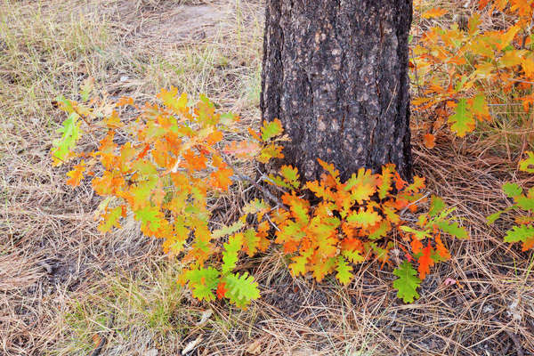 USA, Colorado, Mancos State Recreation Area, Gambel oak tree - Stock ...