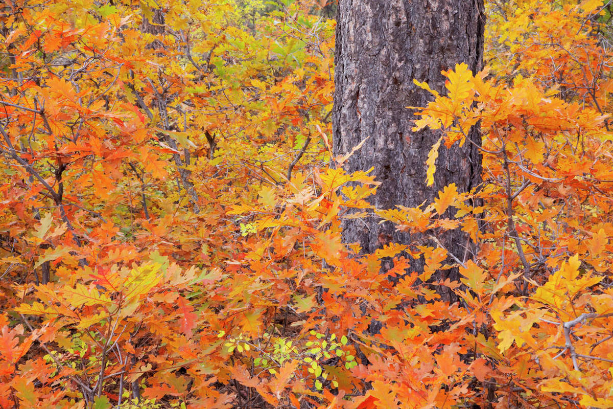 USA, Colorado, Mancos State Recreation Area, Gambel oak tree - Stock ...