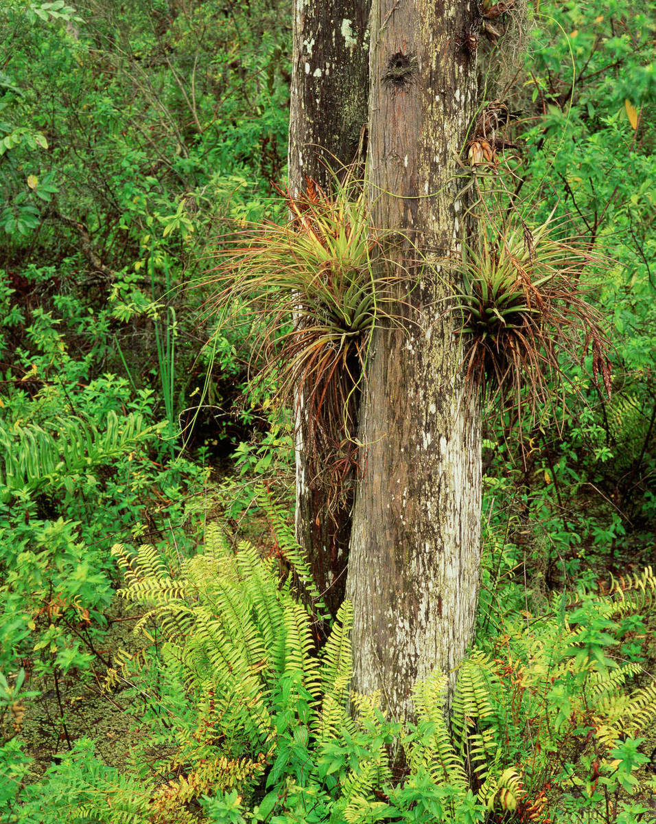 USA, Florida, Everglades National Park, View of air plants and wild ...