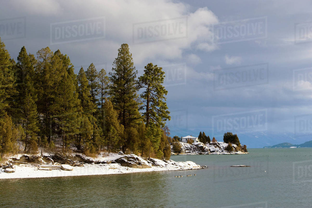 Canadian geese float by island in Flathead Lake in winter near Somers ...