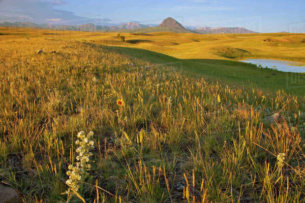 Grasslands along the Rocky Mountain Front near Augusta Montana at first ...