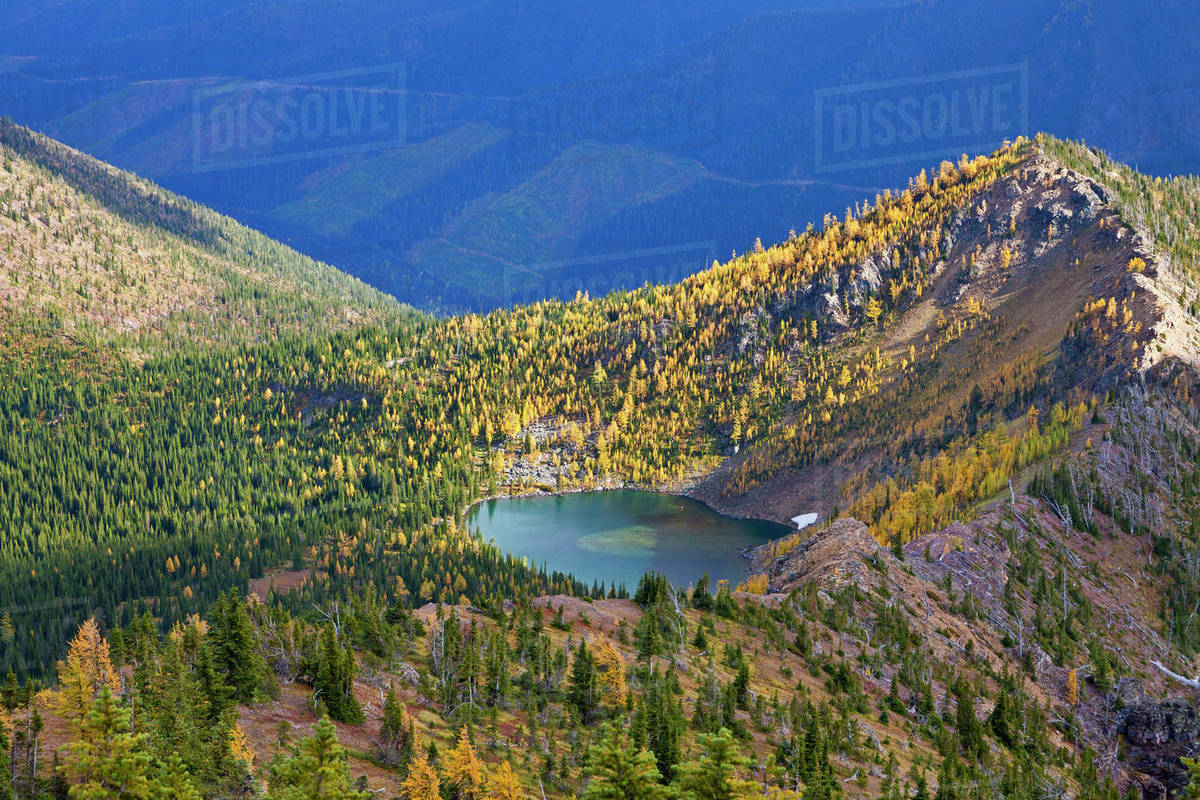 Subalpine larch in autumn on Nasukoin Lake in the Whitefish Range of ...