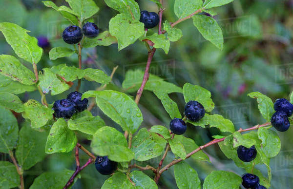 Ripe huckleberries in a light rain near Whitefish, Montana, USA - Stock ...