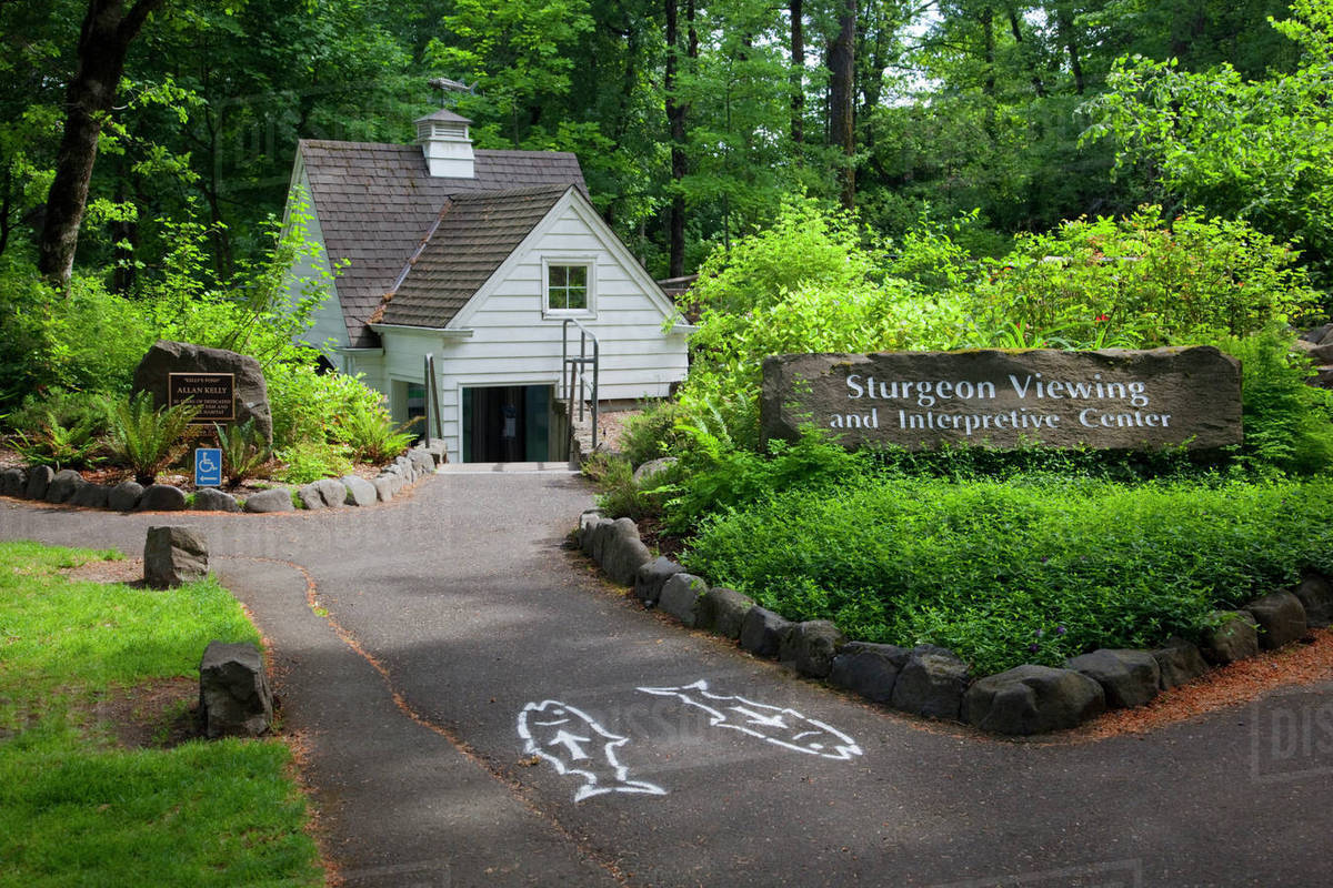 USA, Oregon, Columbia River Gorge, Bonneville Fish Hatchery ...