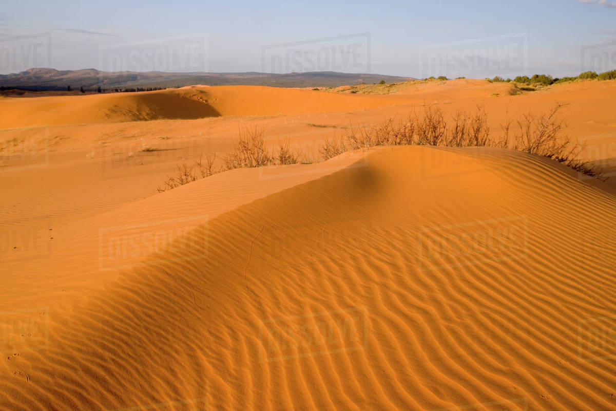 Sand ripples and dunes at Coral Pink Sand Dunes State Park in Utah ...