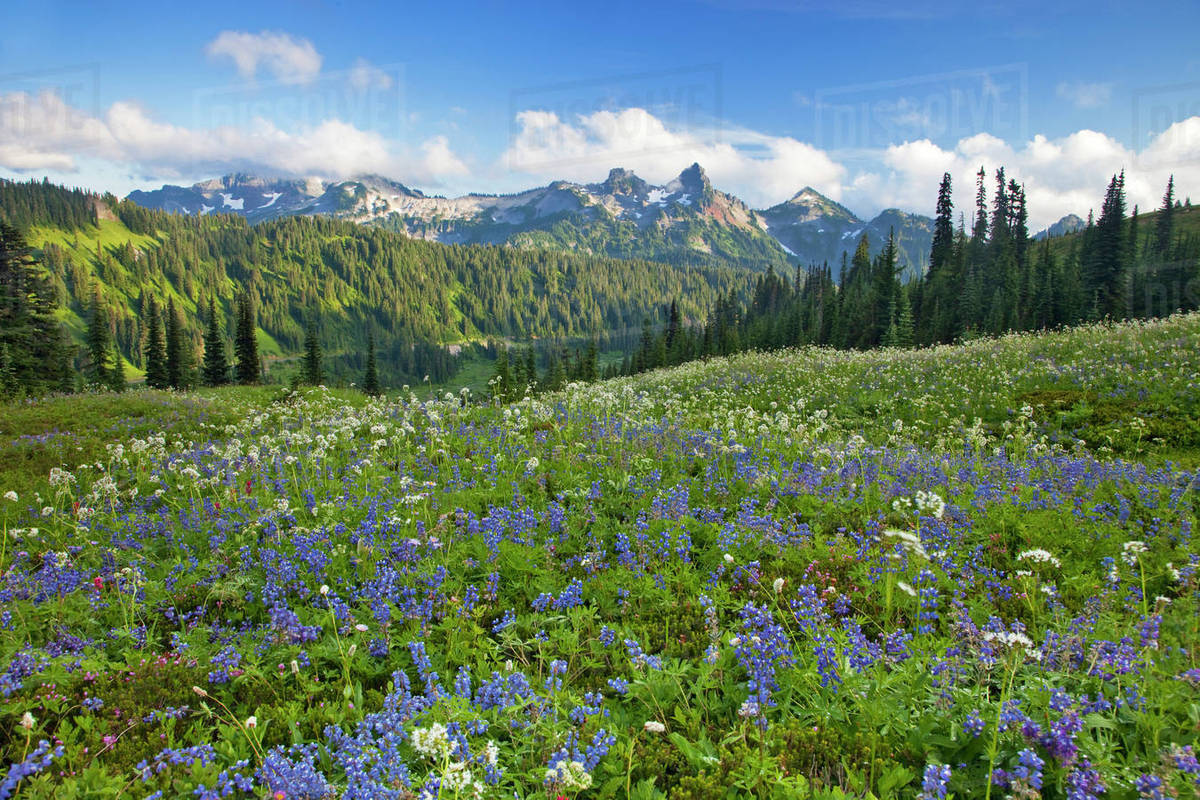 Wildflower meadows at Paradise with Tatoosh Range in background in ...
