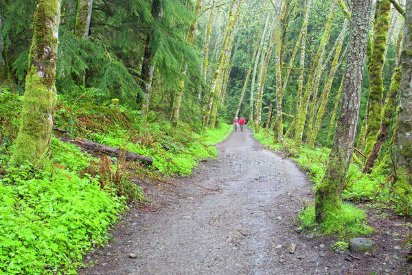 WA, Tiger Mountain State Forest, Forest Trail - Stock Photo - Dissolve