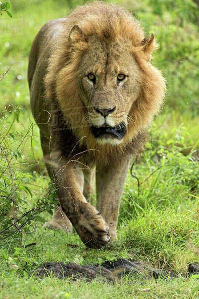 Large adult male Lion walking toward camera, Lake Nakuru National Park ...