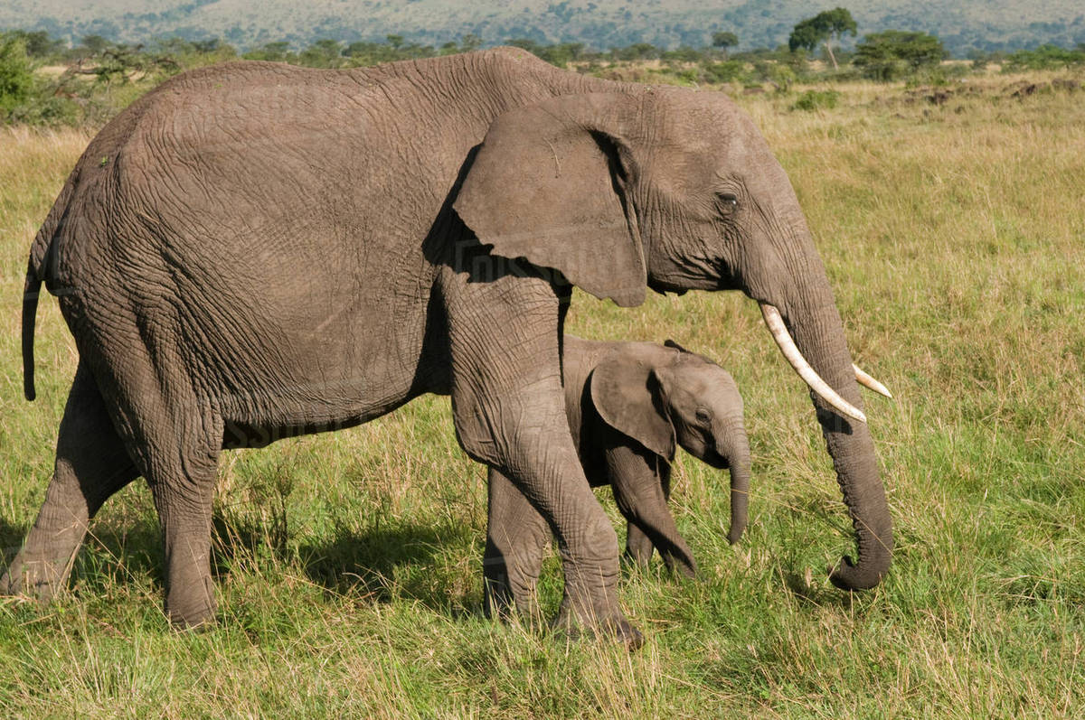 African Elephant and cub (Loxodonta africana), Masai Mara National ...