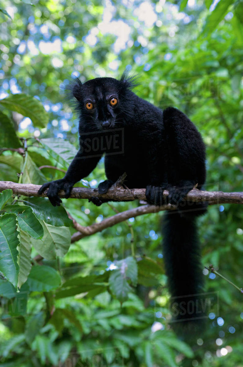 Black Lemur (Eulemur macaco) Facts - Primates Park